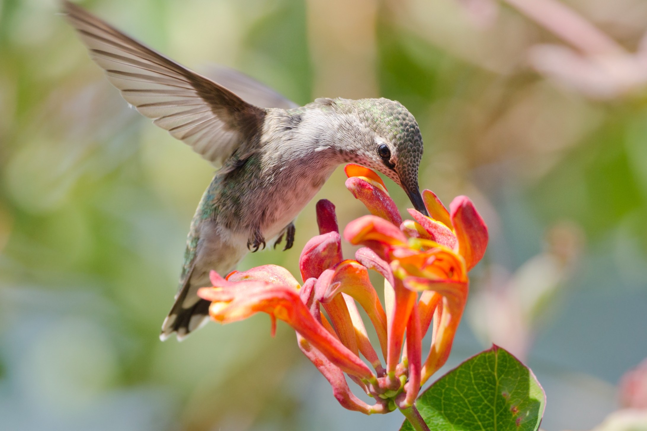 12 Of The Best Plants To Attract Hummingbirds This Season - Wide Open ...