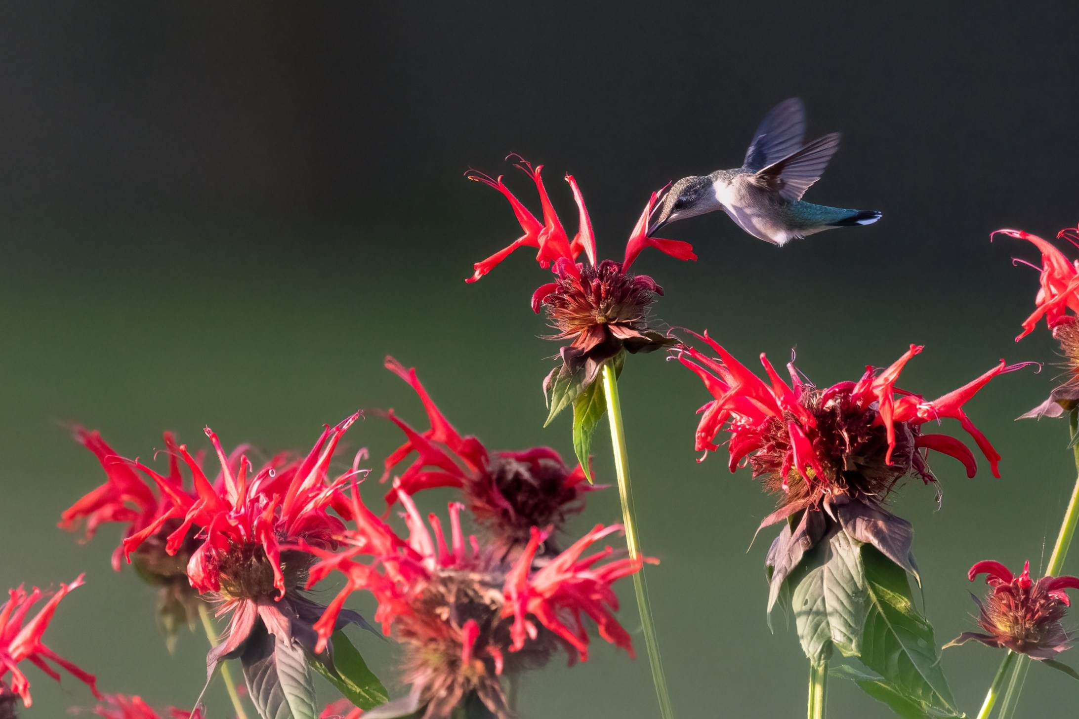 12 Of The Best Plants To Attract Hummingbirds This Season - Wide Open ...