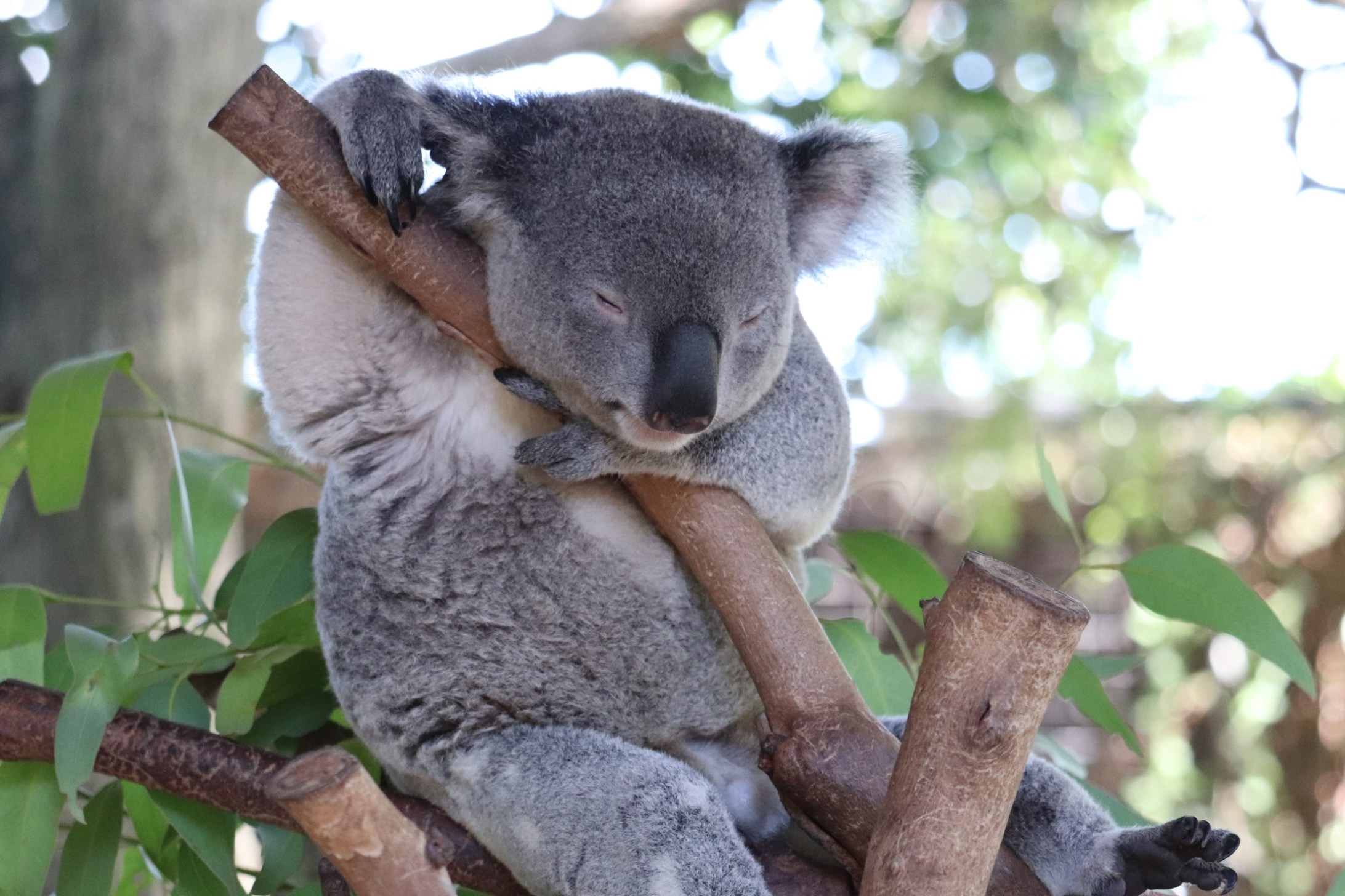 10 Facts About The Wombat I Bet You Never Knew - Wide Open Spaces