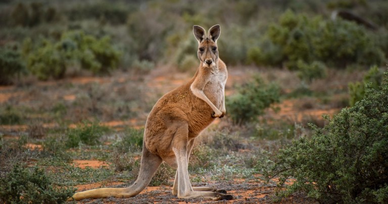 Get A Kick Out Of These 4 Incredible Kangaroo Facts - Wide Open Spaces