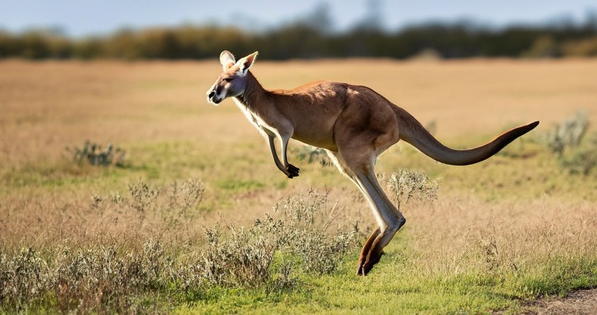 Get A Kick Out Of These 4 Incredible Kangaroo Facts - Wide Open Spaces