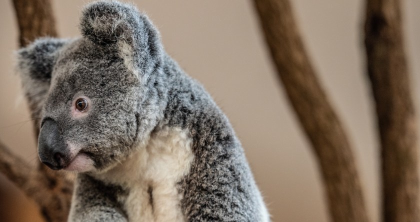 5 Incredible Things You Never Knew About Kola Bears - Wide Open Spaces