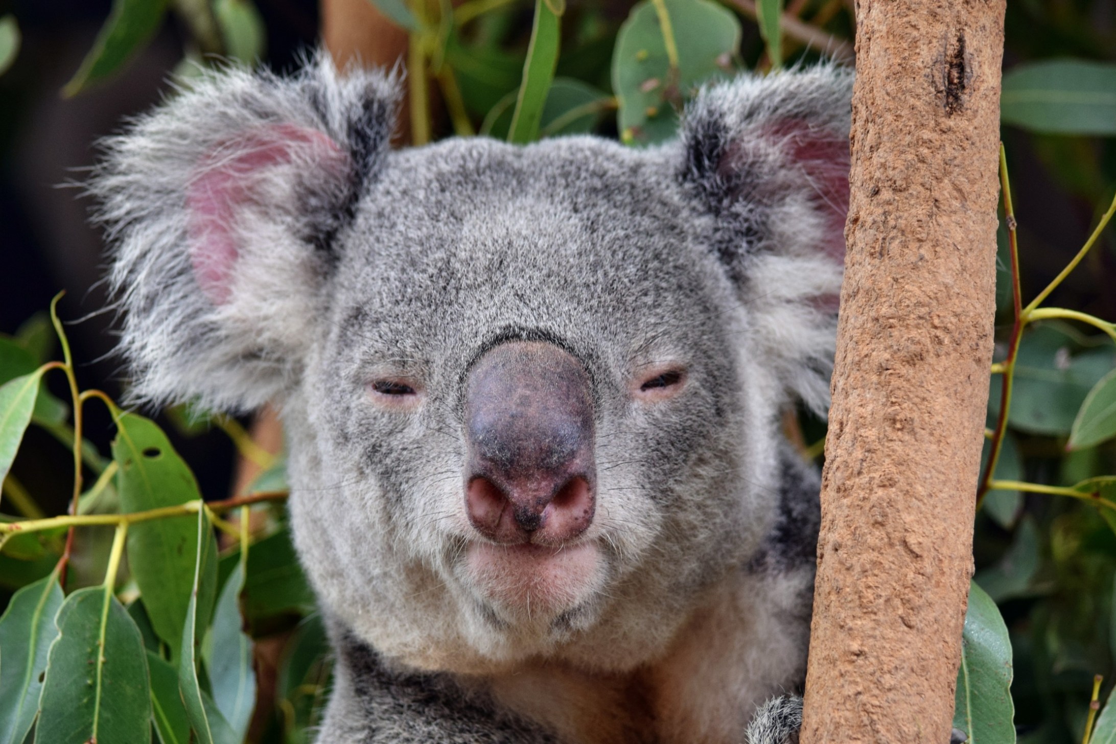 15 Of The Smartest Animals In The World - Wide Open Spaces