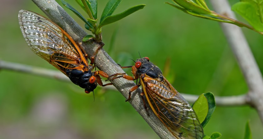 The Cicadas Are Coming, But What Does That Mean For Your Garden? 3 ...