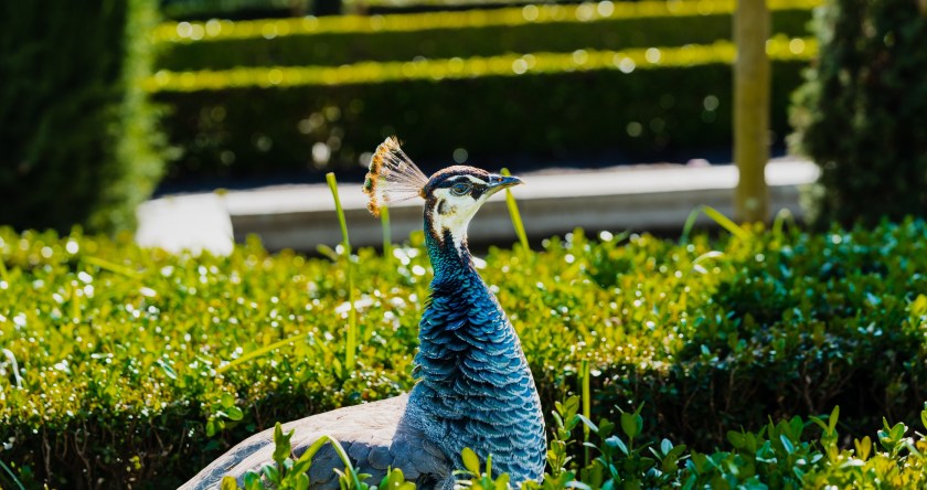 The Power Of The Peacock: 10 Facts You Never Knew About This Majestic ...