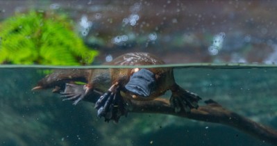 5 Things About Platypuses I Bet You Didn't Know - Wide Open Spaces