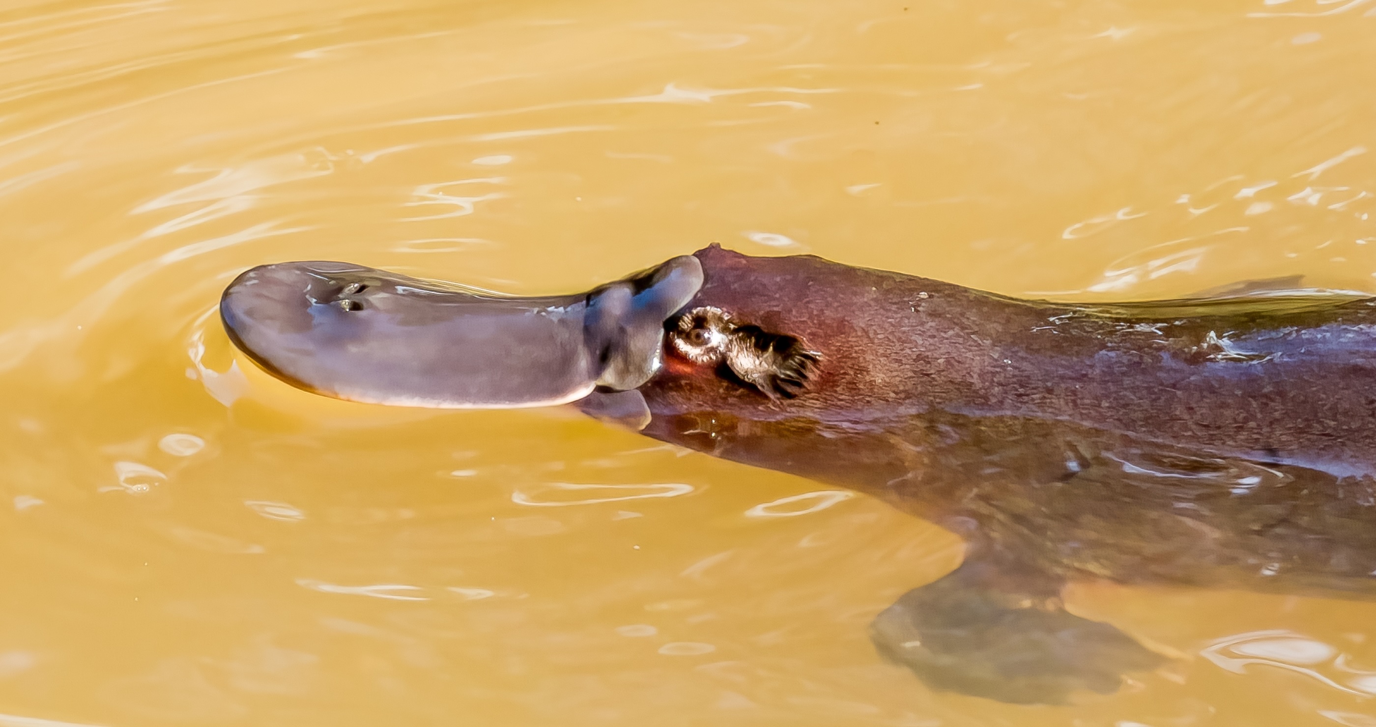 5 Things About Platypuses I Bet You Didn't Know - Wide Open Spaces