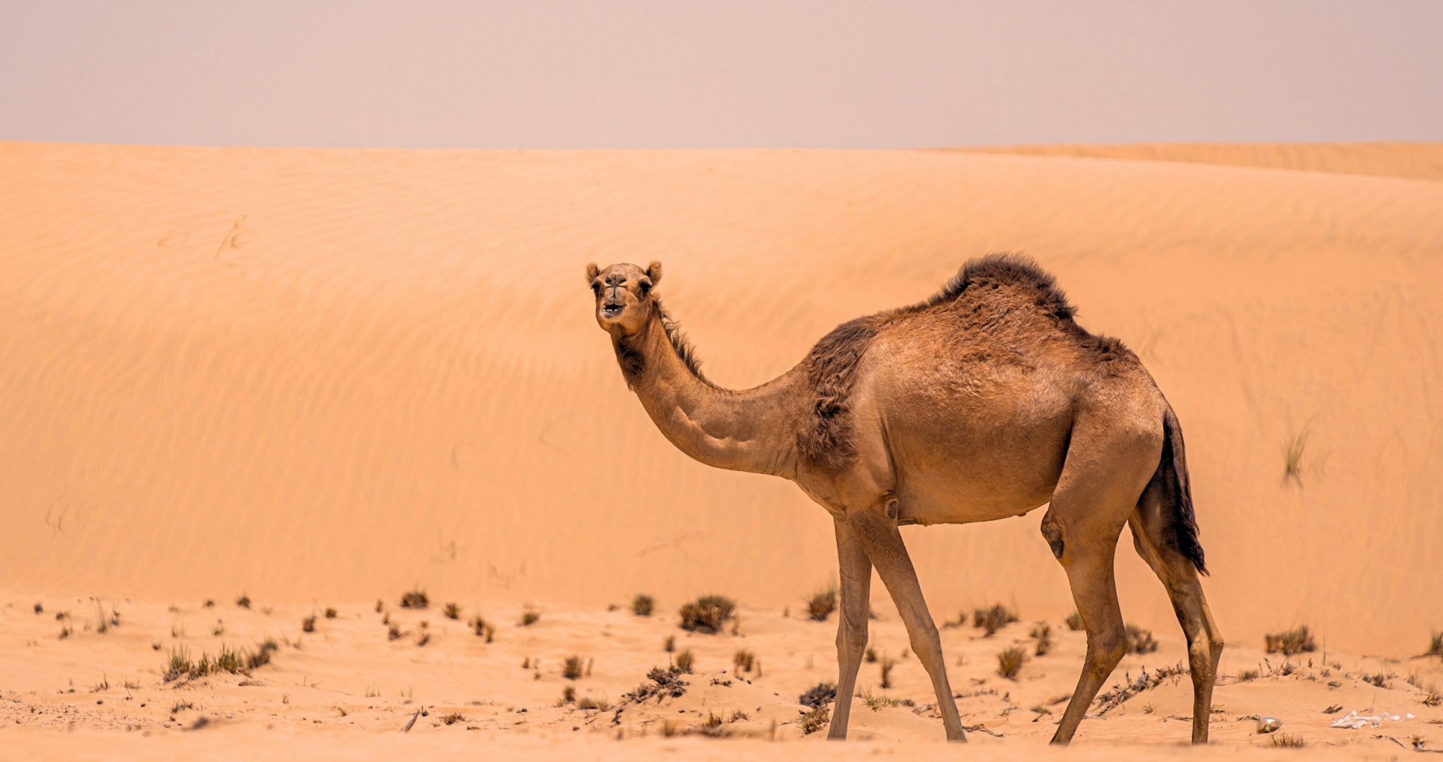 11 Incredible Camel Facts That Are Sure To Blow Your Mind - Wide Open ...