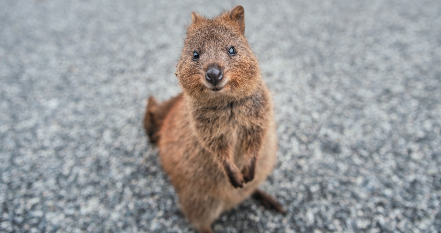 Nothing Will Make You Smile Like These 11 Quokka Facts - Wide Open Spaces