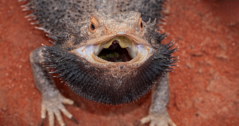 10 Bearded Dragon Facts That Will Shock You - Wide Open Spaces