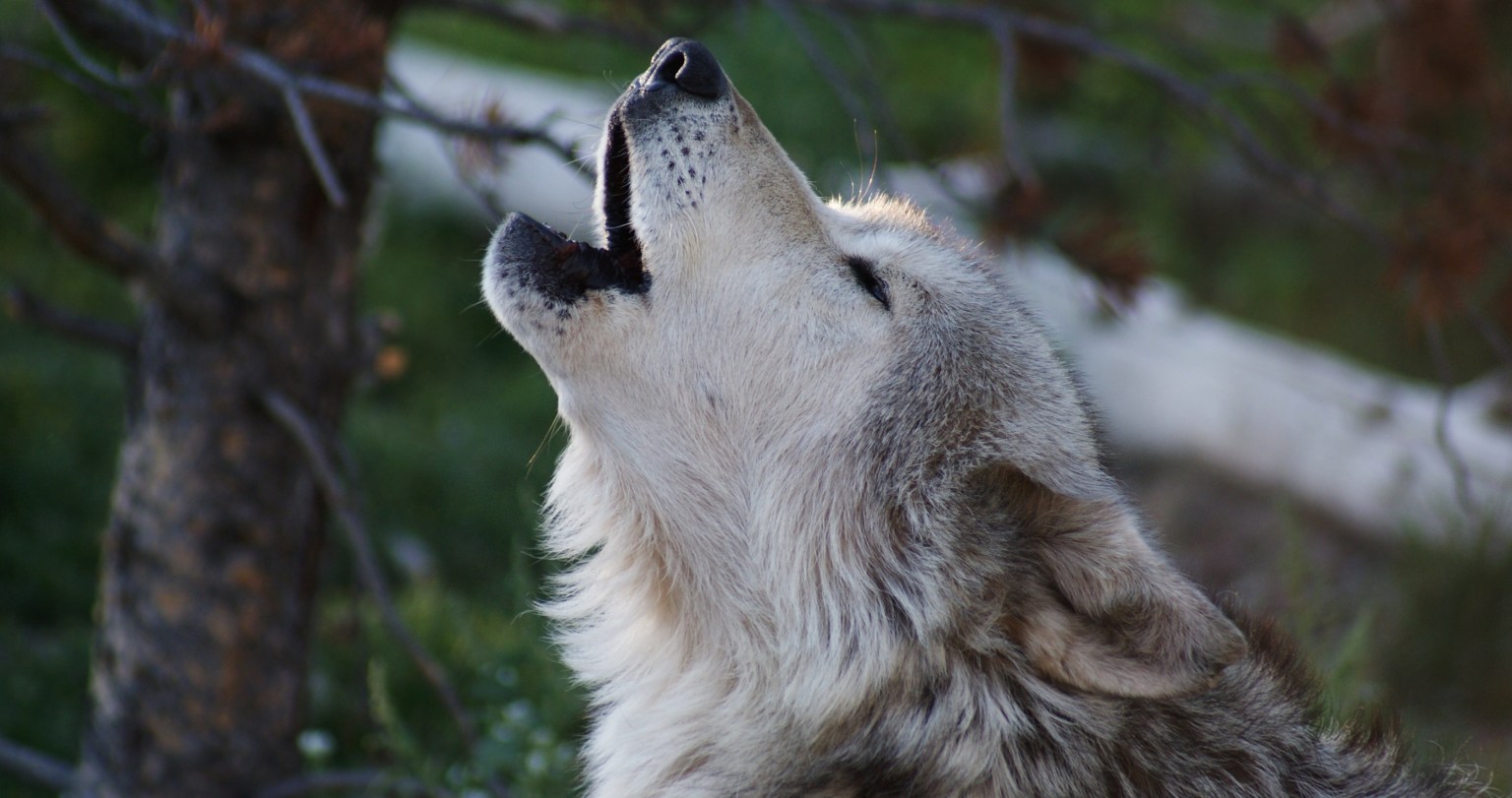 Discover The Best Place To Hear Wolves Howling At Yellowstone - Wide ...