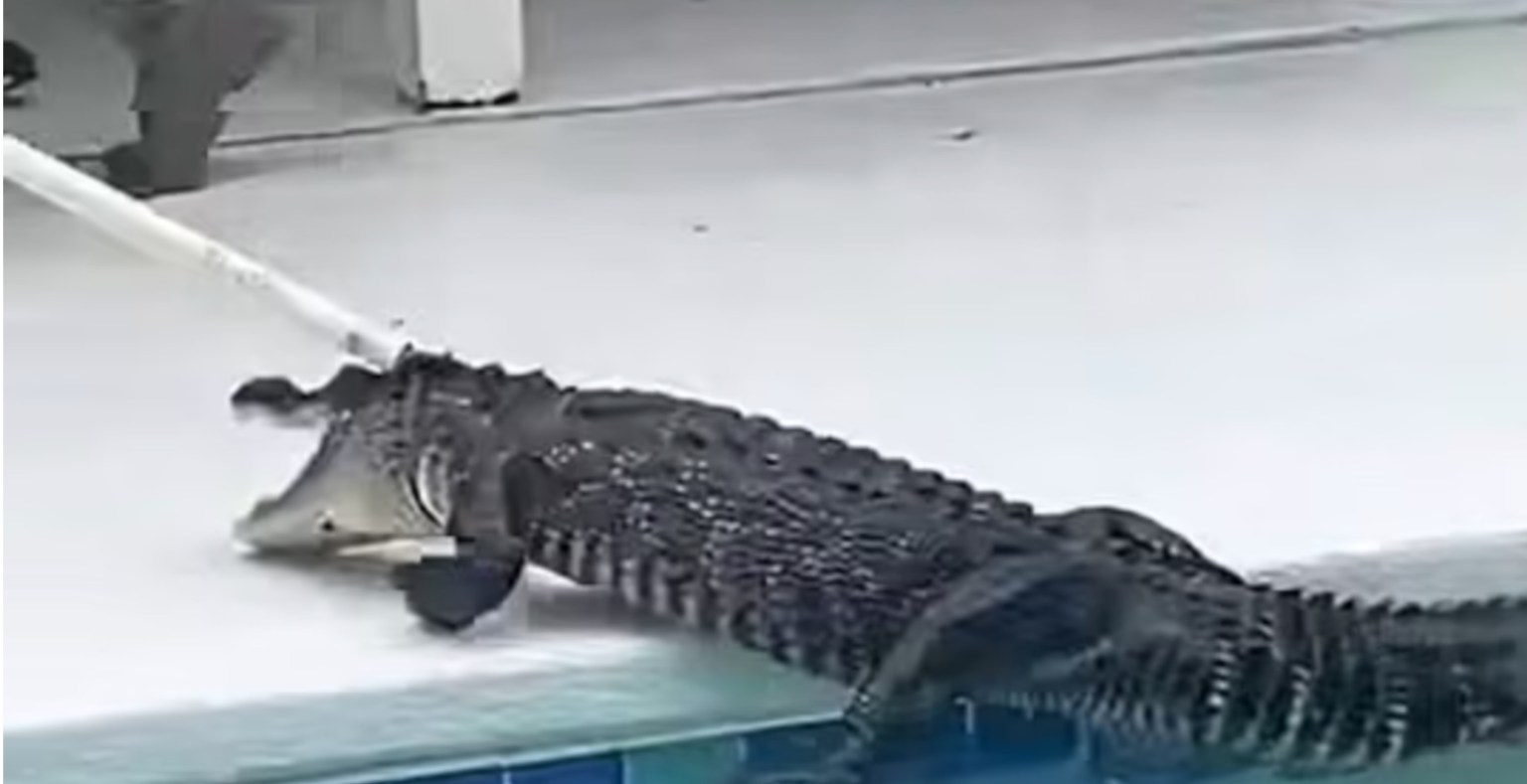 Cops Face Off Against 7-Foot Alligator That Found Its Way In A Family's ...