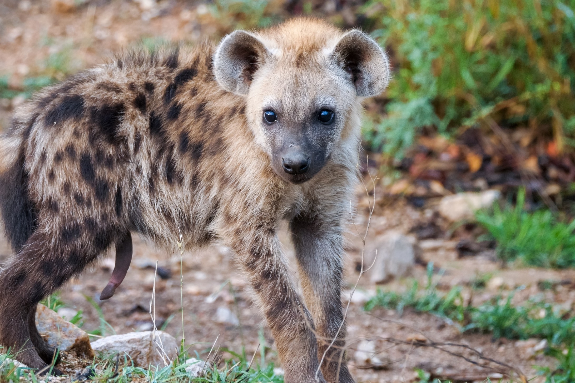 10 Hyena Facts That Are Sure To Make You Laugh Out Loud - Wide Open Spaces