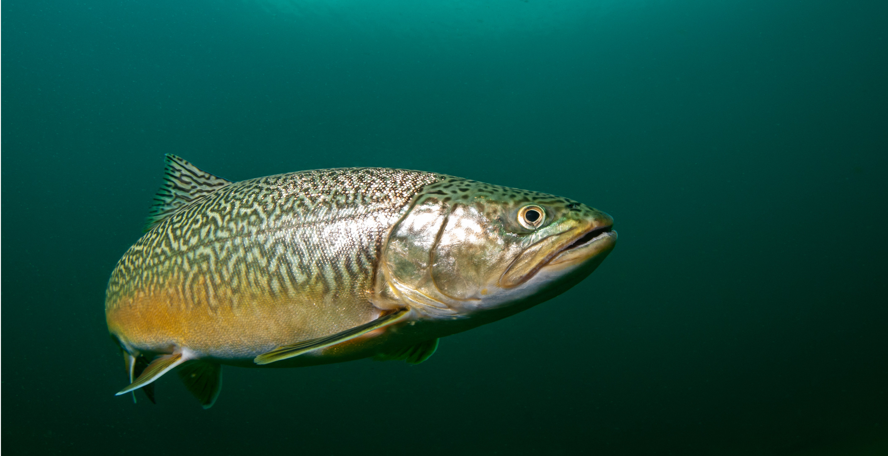 Fisherman Caught A Massive Trout Using Just A Small Fly Rod In Wyoming ... Fisherman Caught A Massive Trout Using Just A Small Fly Rod In Wyoming ...