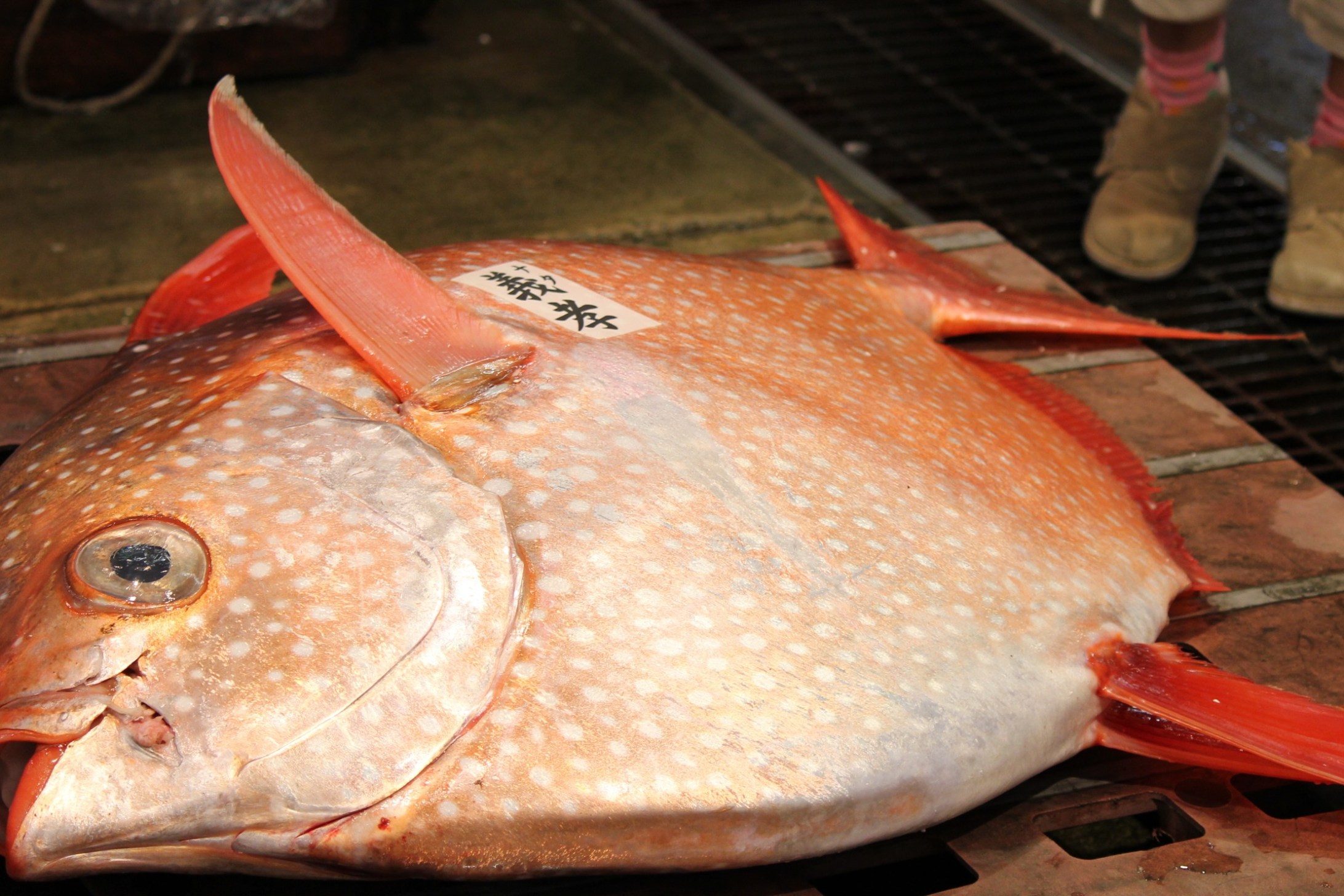 Florida Anglers Catch An Incredibly Rare Moonfish, 'It’s Kind Of Like A ...