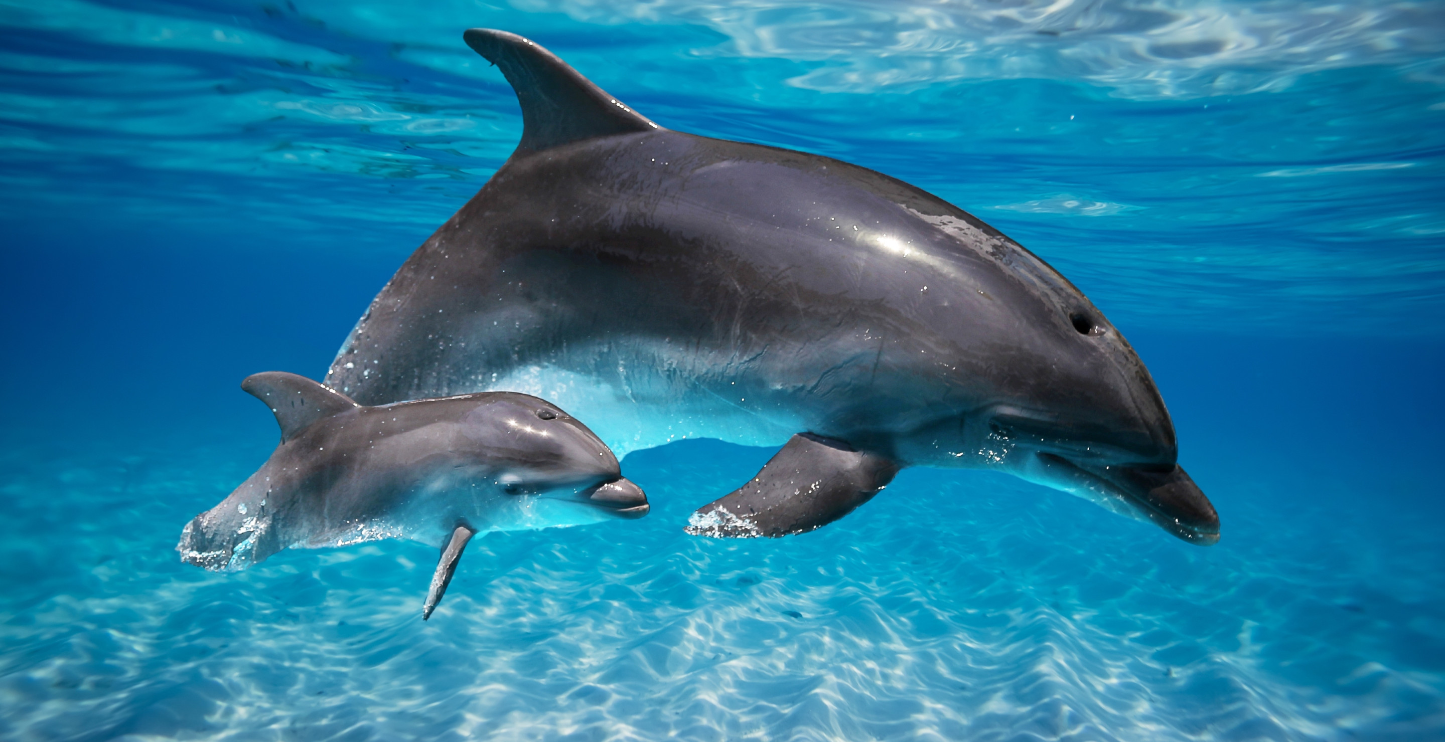 I Still Can't Get Over This Dolphin That Has Thumbs – The First ...