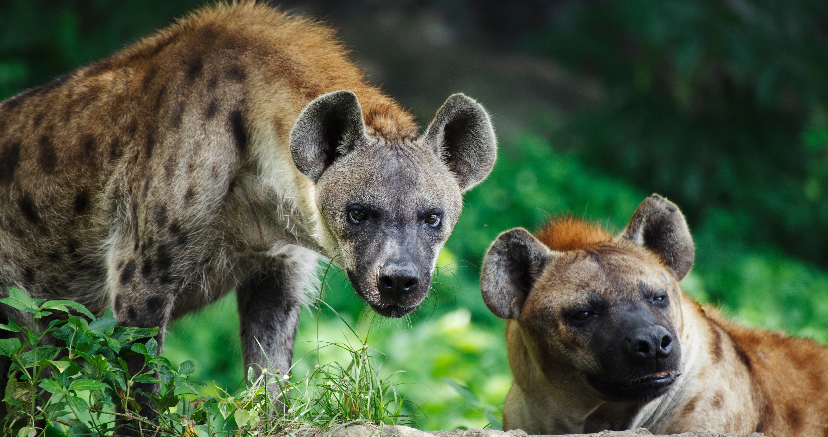 10 Hyena Facts That Are Sure To Make You Laugh Out Loud - Wide Open Spaces