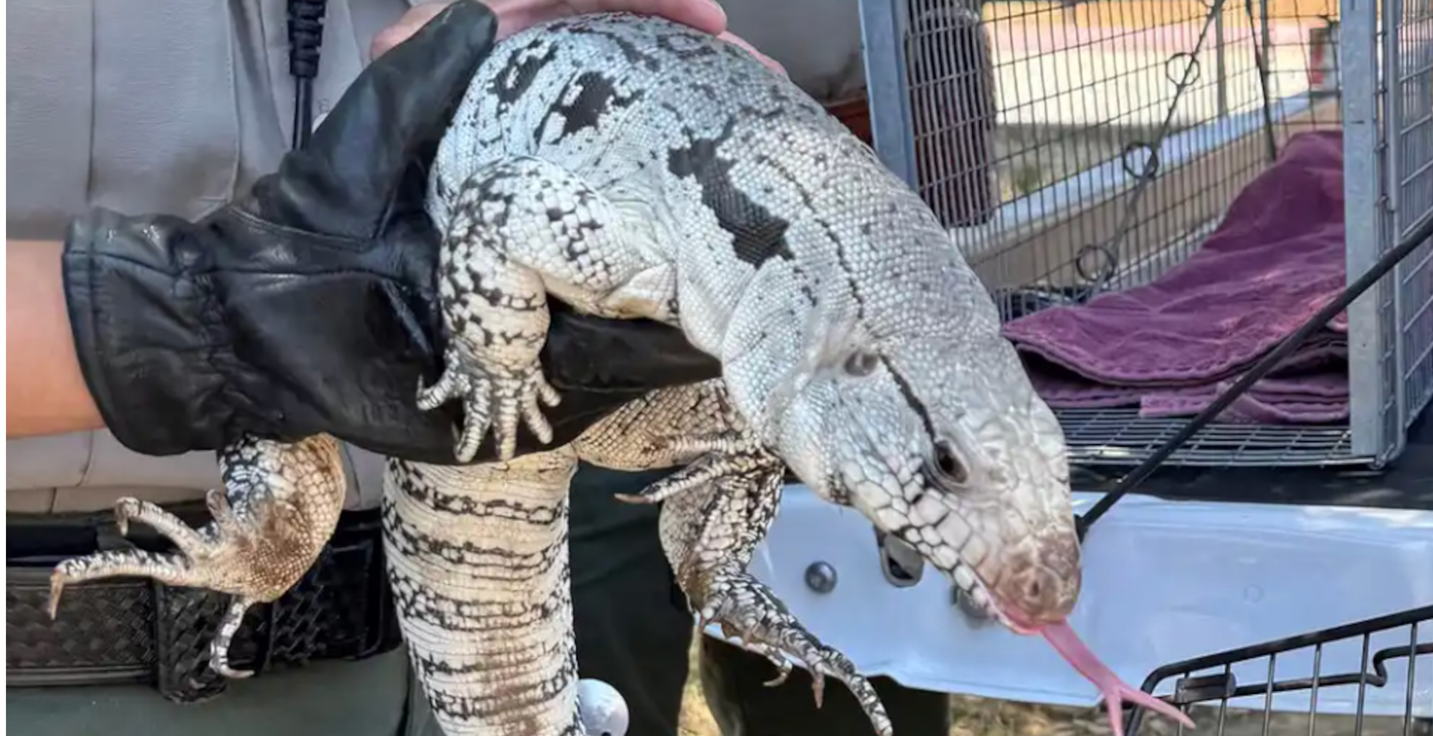 Invasive Lizard Found At A California Park, Sparking Investigation And ...
