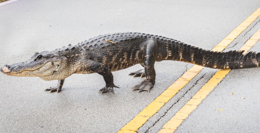 Hilarious Encounter Between New Florida Cop And His First Alligator ...