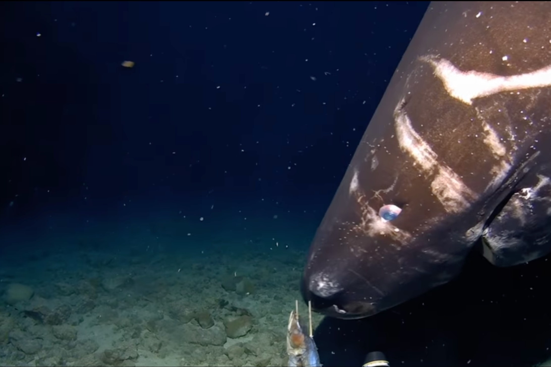 Discover The 10 Largest Living Sharks And How Dangerous They Are - Wide ...