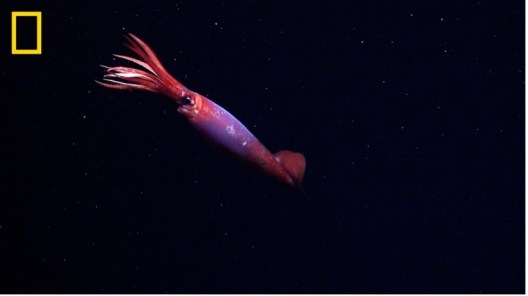 Deep Sea Squid Caught on Camera Alive for the First Time – See Photo ...