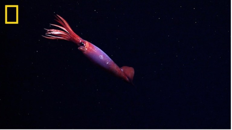 Deep Sea Squid Caught on Camera Alive for the First Time – See Photo ...