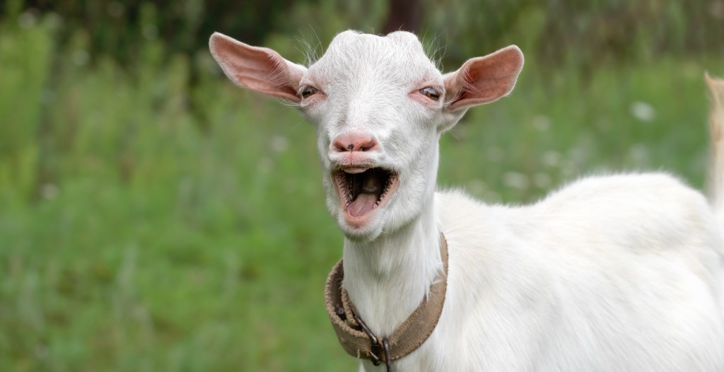 Wedding Gone Wrong Shows Why You Shouldn't Have Goat As Ring Bearer ...