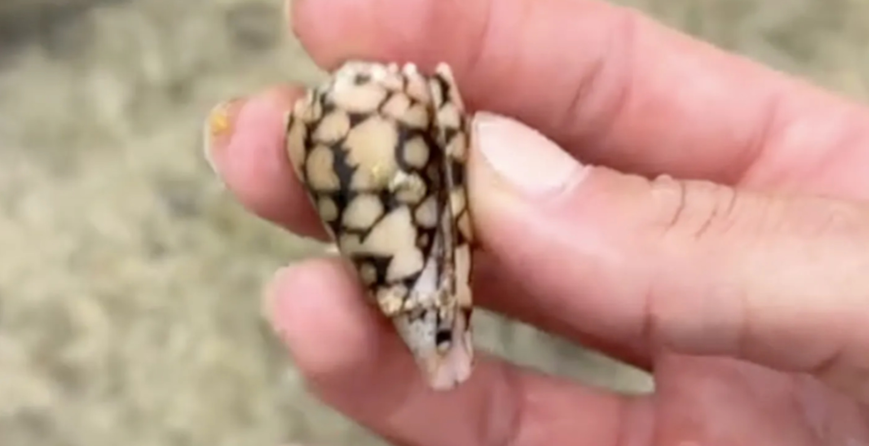 Woman Picks Up Seashell Unaware It Houses Deadly Creature That Could ...