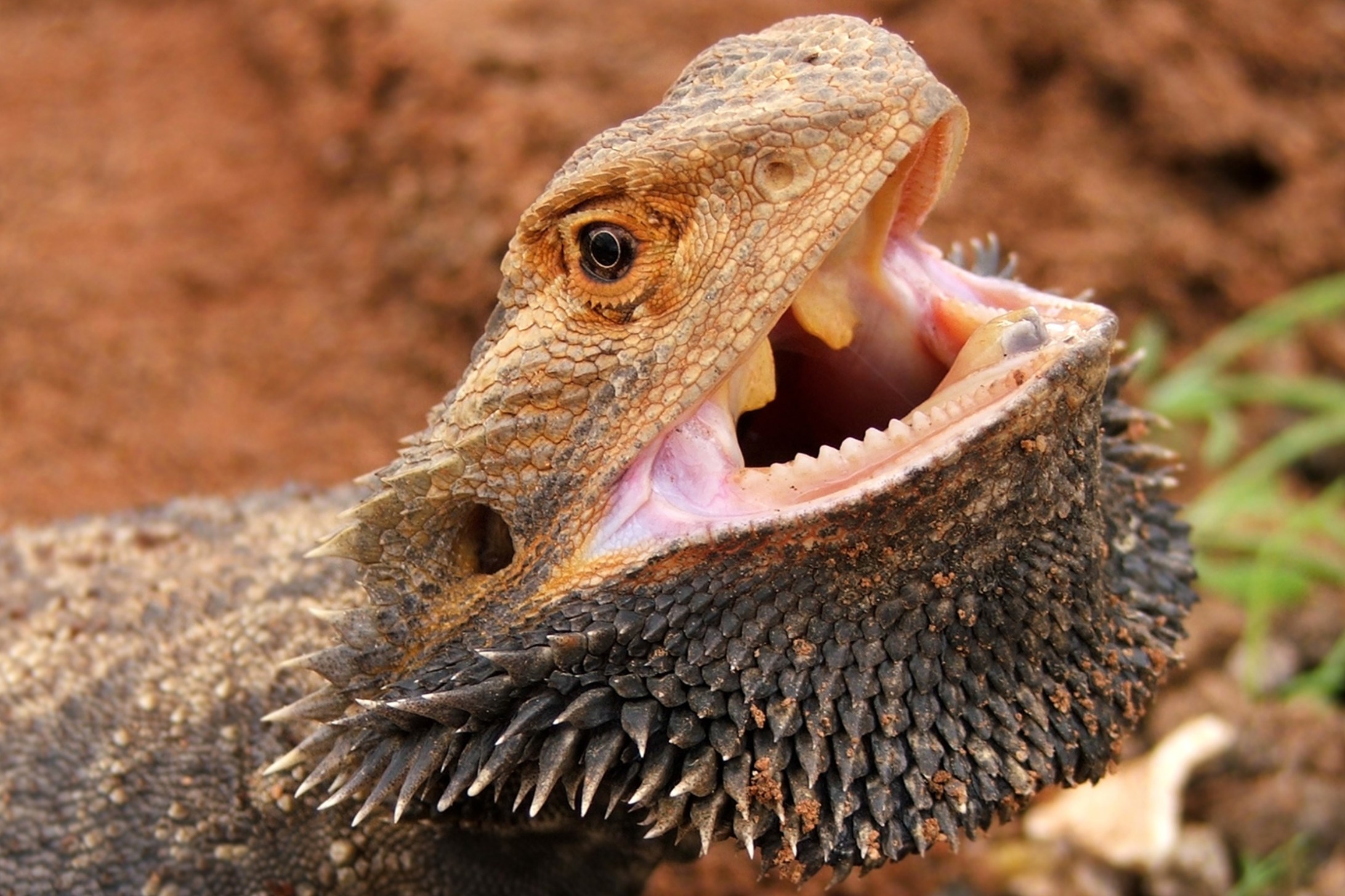 10 Bearded Dragon Facts That Will Shock You - Wide Open Spaces