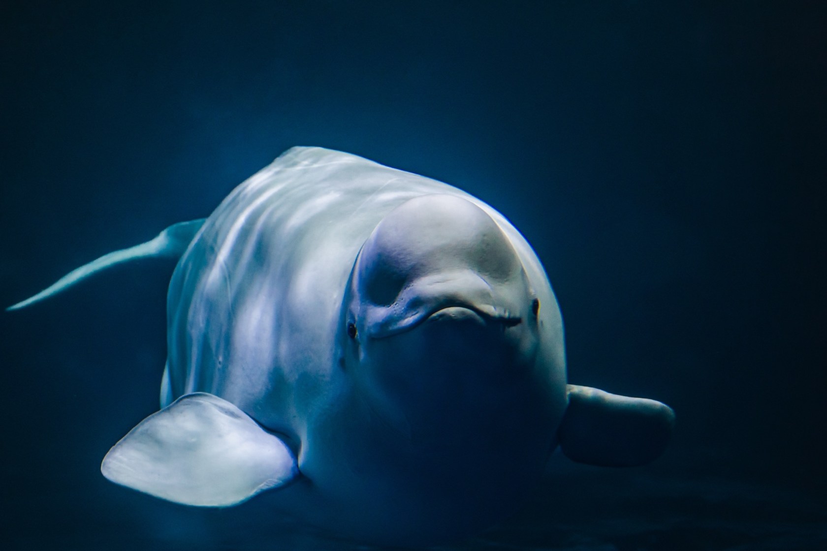 Beluga Whale Attempts To Attack Aquarium Workers In Terrifying Footage ...