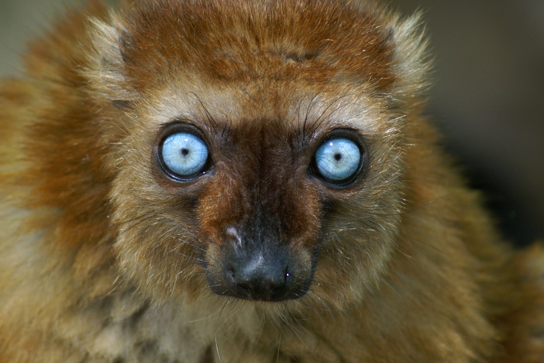 10 Incredible Facts About Lemurs - Wide Open Spaces