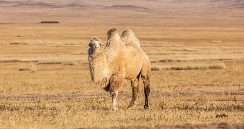 11 Incredible Camel Facts That Are Sure To Blow Your Mind - Wide Open ...