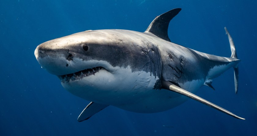 Windsurfer Nearly Eaten By Great White Shark After It Knocks Him Off ...
