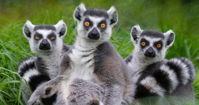 10 Incredible Facts About Lemurs - Wide Open Spaces