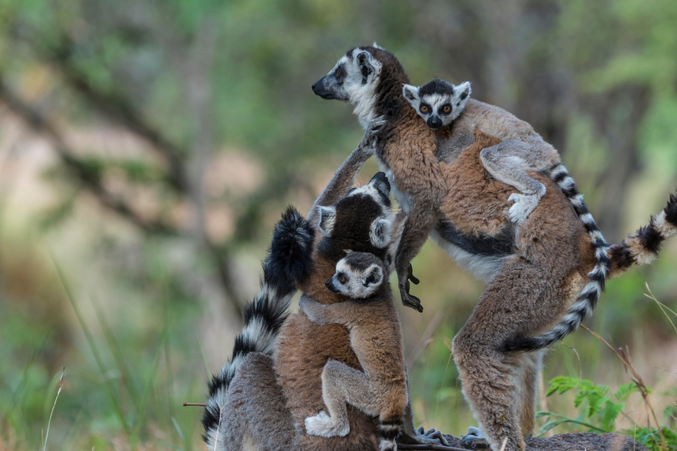 10 Incredible Facts About Lemurs - Wide Open Spaces