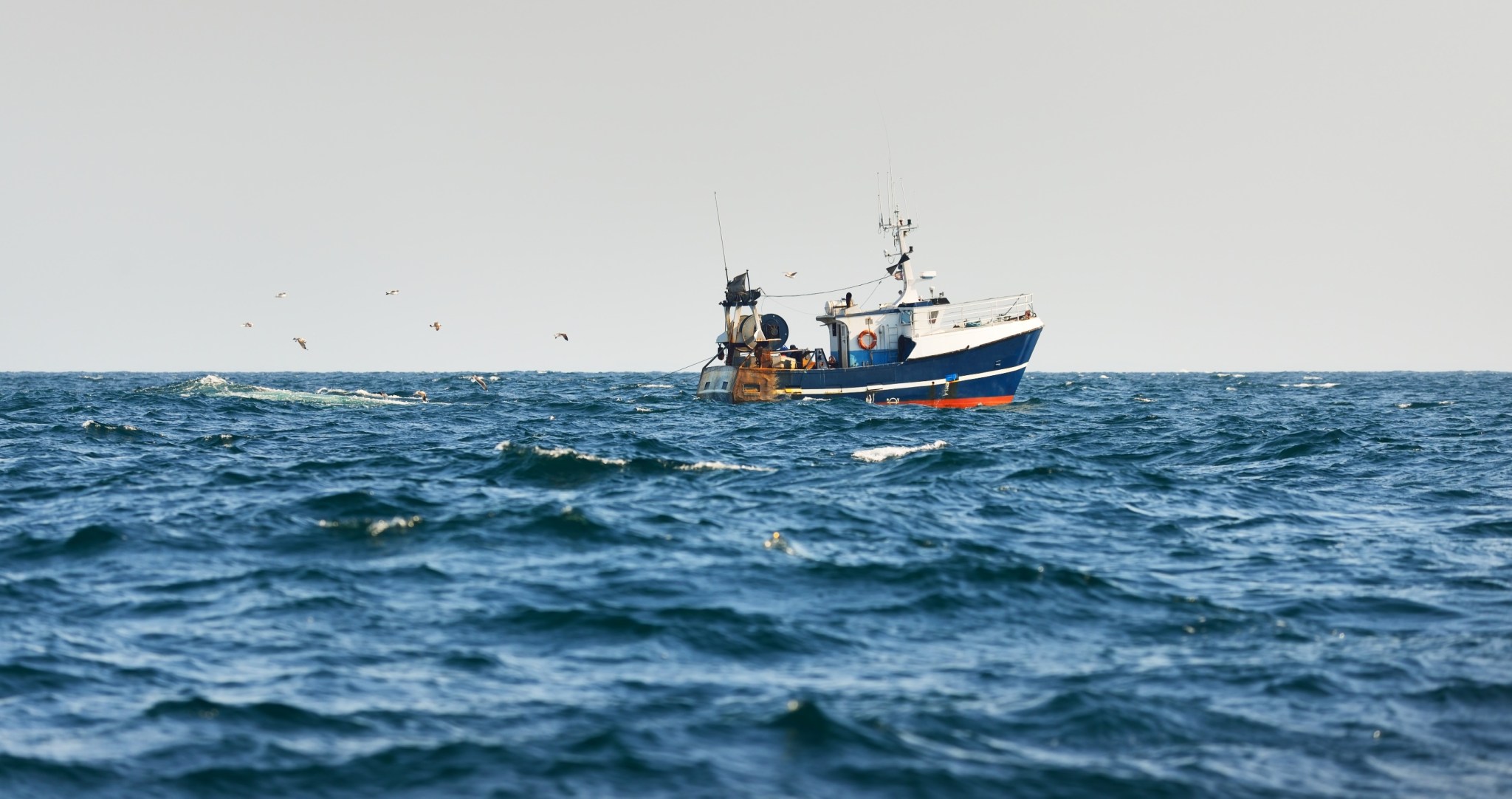 Florida Anglers Catch An Incredibly Rare Moonfish, 'It’s Kind Of Like A ...