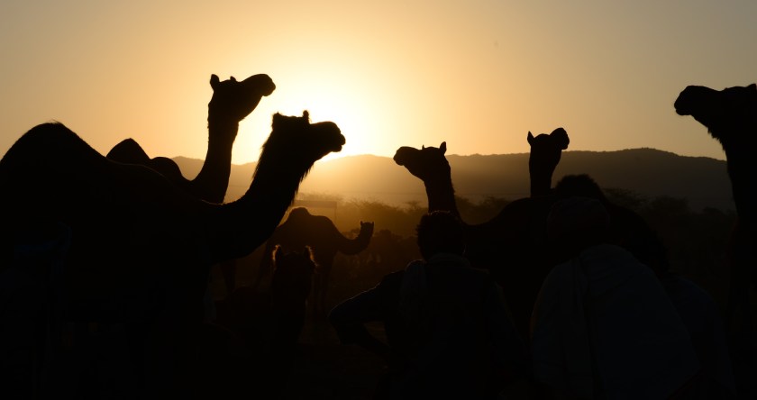 11 Incredible Camel Facts That Are Sure To Blow Your Mind - Wide Open ...