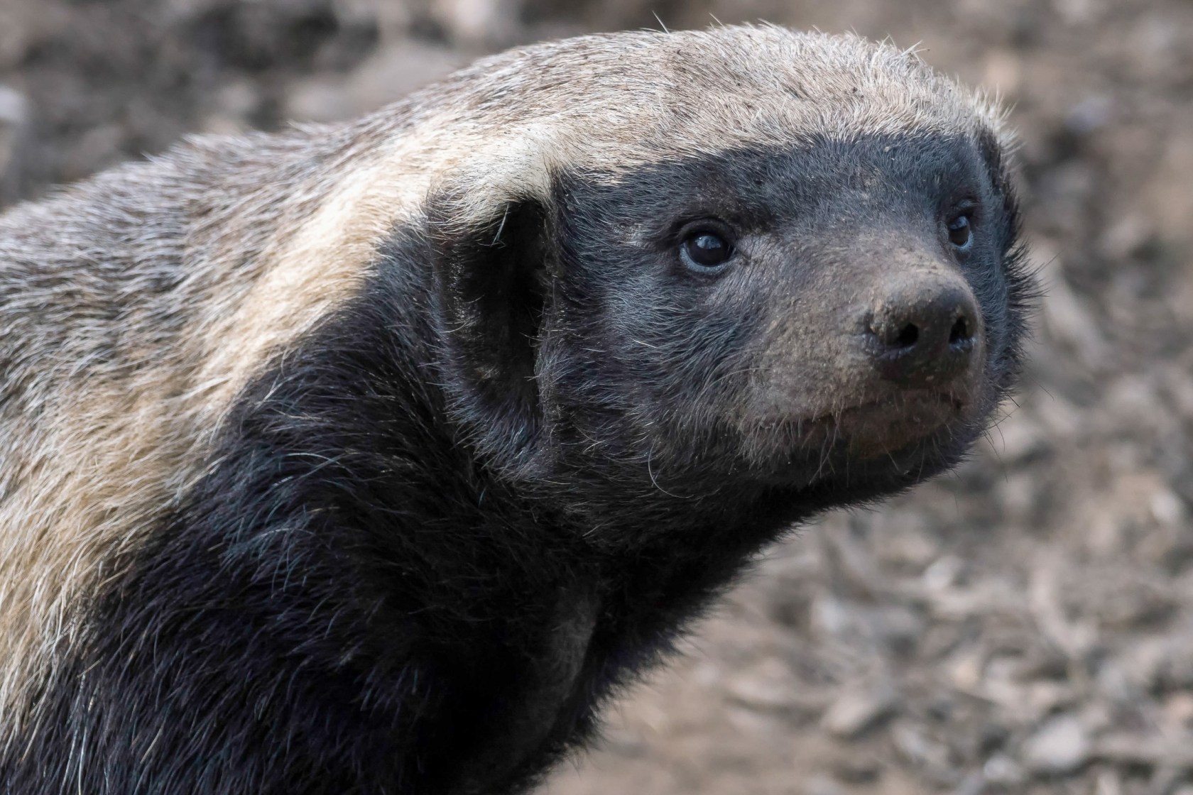 Honey Badger Don't Care: But You Should Care About These 10 Incredible ...