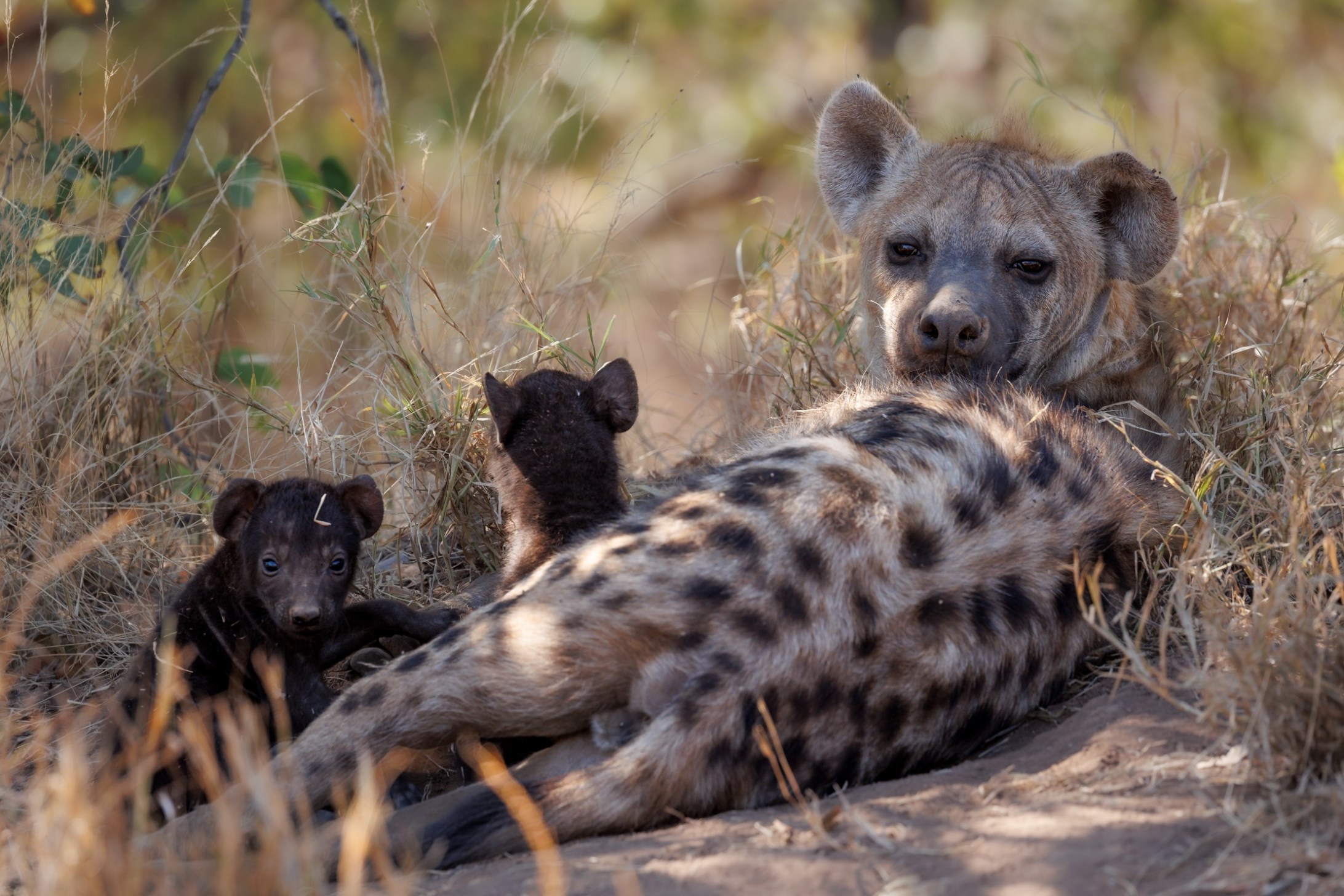 10 Hyena Facts That Are Sure To Make You Laugh Out Loud - Wide Open Spaces