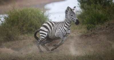 Pet Zebra Escapes And Causes Chaos In Tennessee - Wide Open Spaces