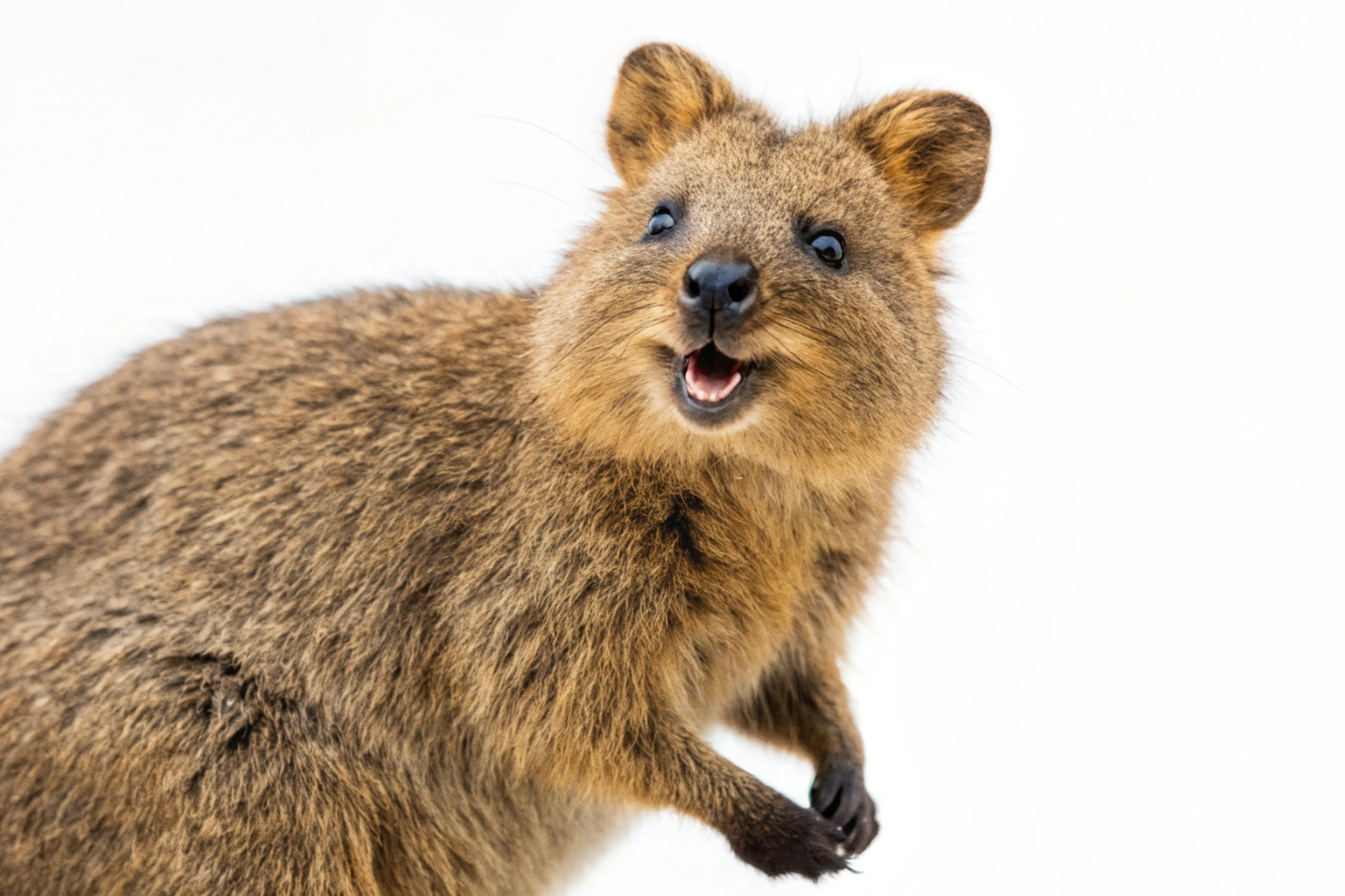 Nothing Will Make You Smile Like These 11 Quokka Facts - Wide Open Spaces
