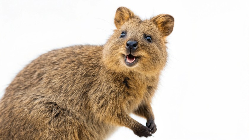 Nothing Will Make You Smile Like These 11 Quokka Facts - Wide Open Spaces