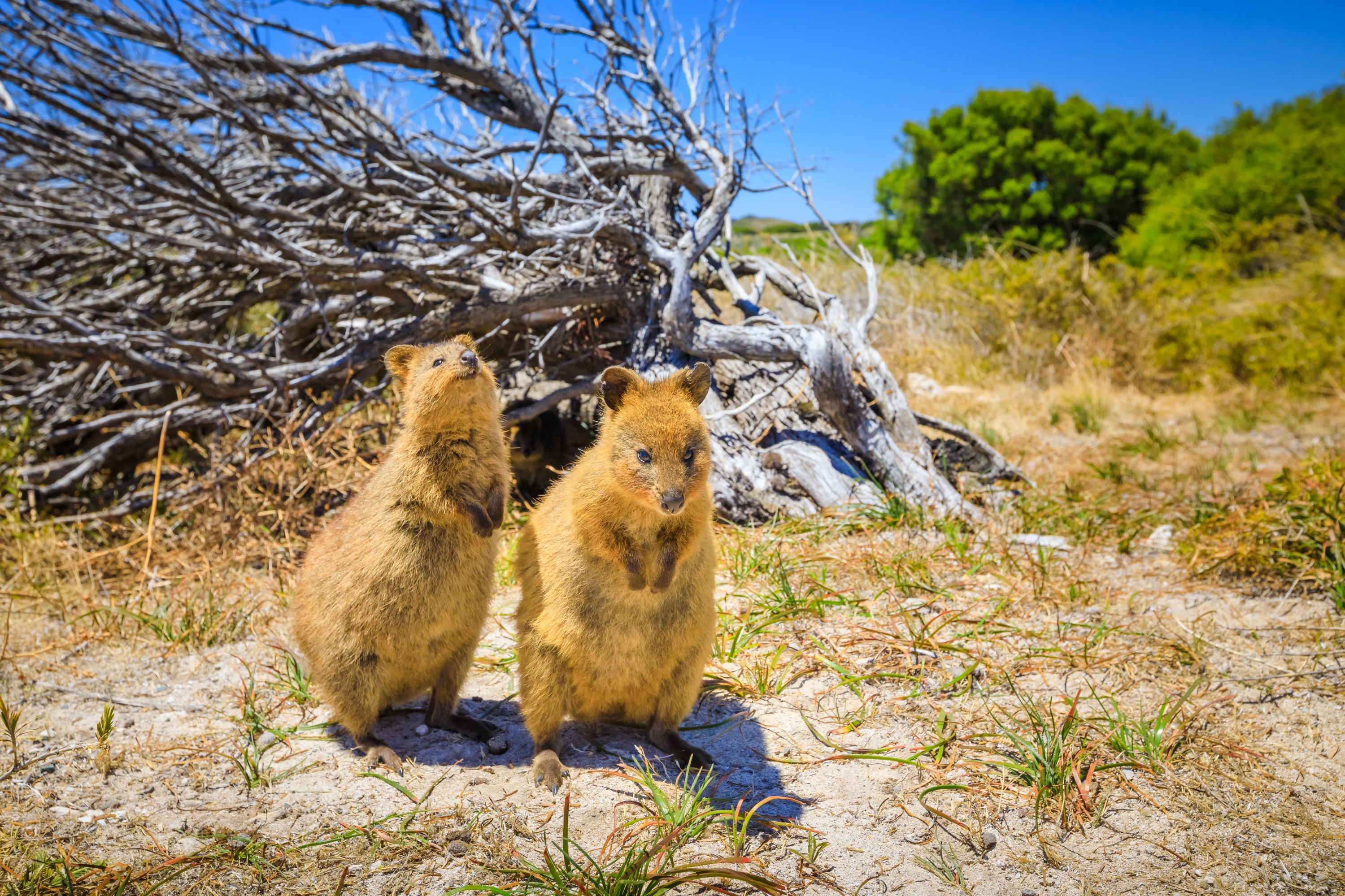 Nothing Will Make You Smile Like These 11 Quokka Facts - Wide Open Spaces