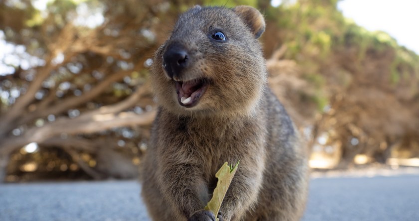 Nothing Will Make You Smile Like These 11 Quokka Facts - Wide Open Spaces