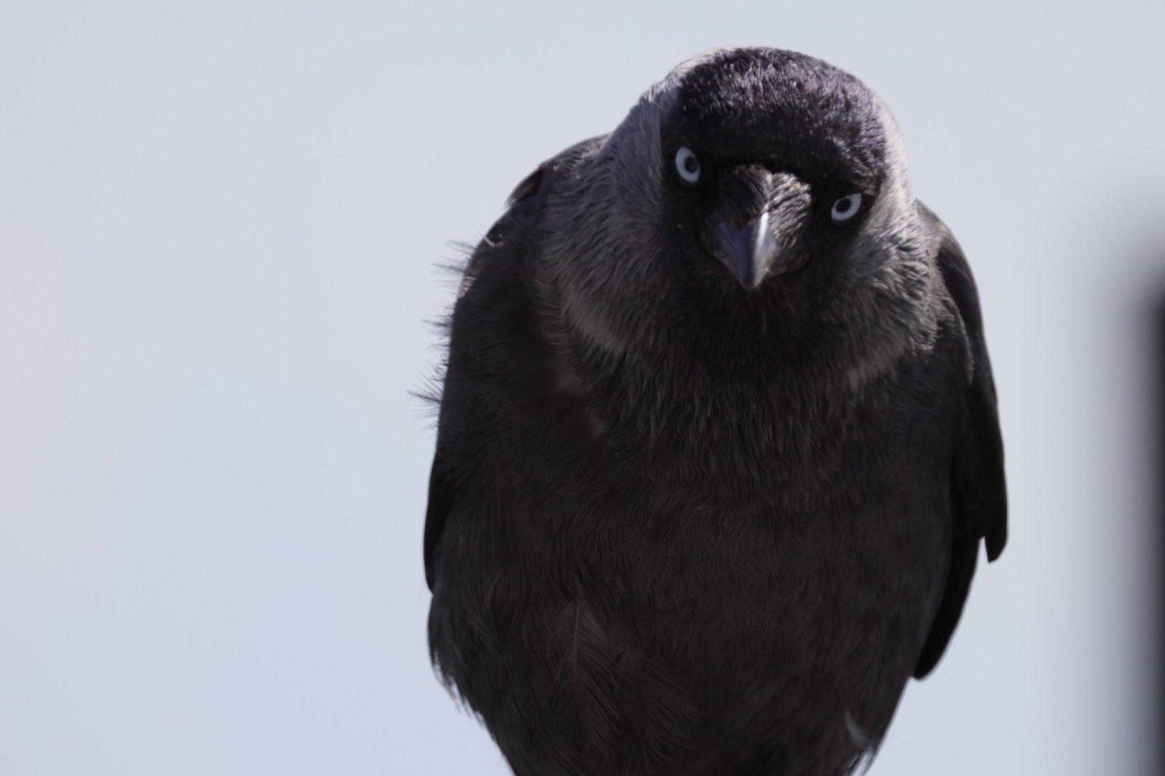 15 Of The Smartest Animals In The World - Wide Open Spaces