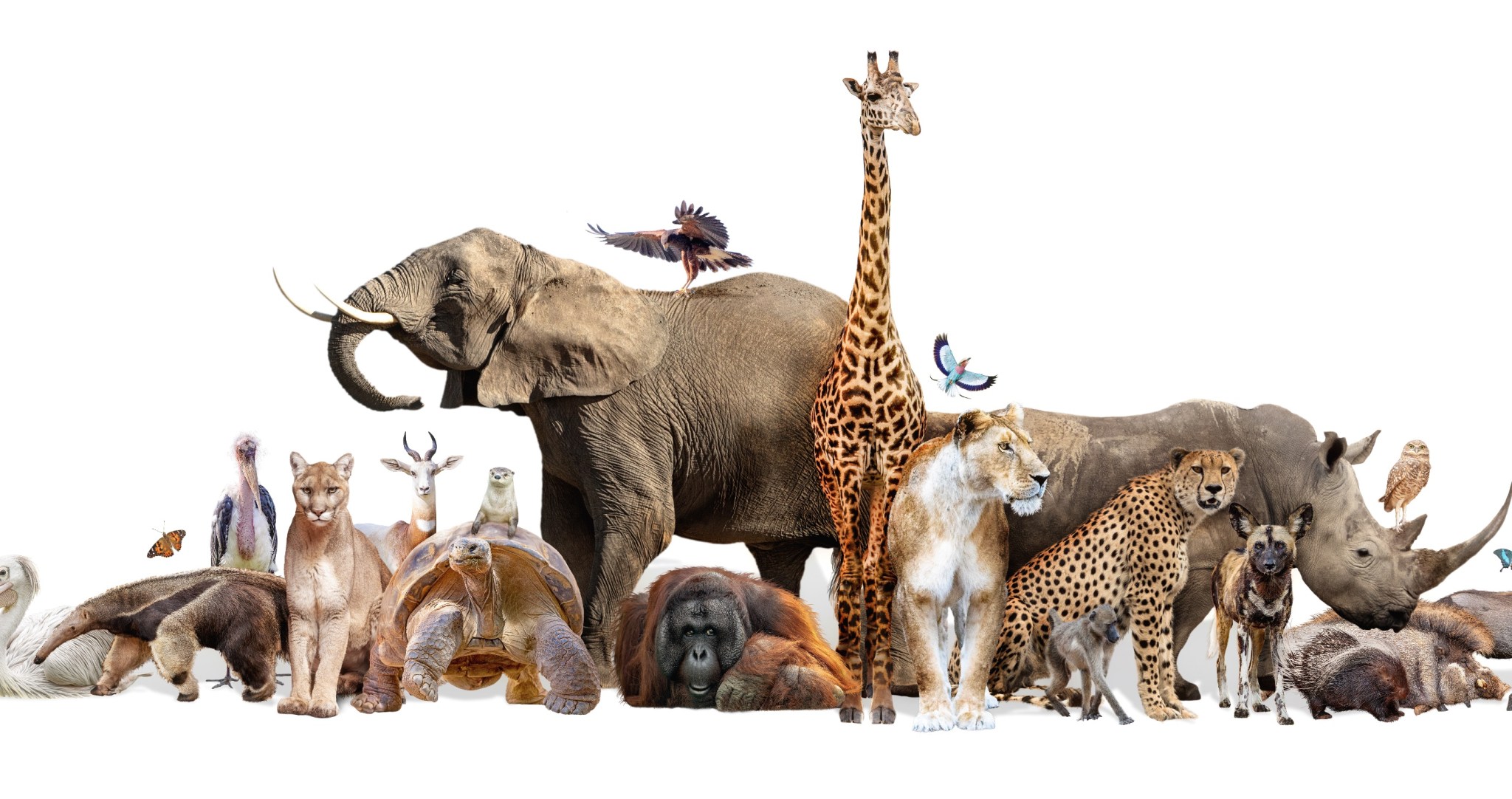 15 Of The Smartest Animals In The World - Wide Open Spaces