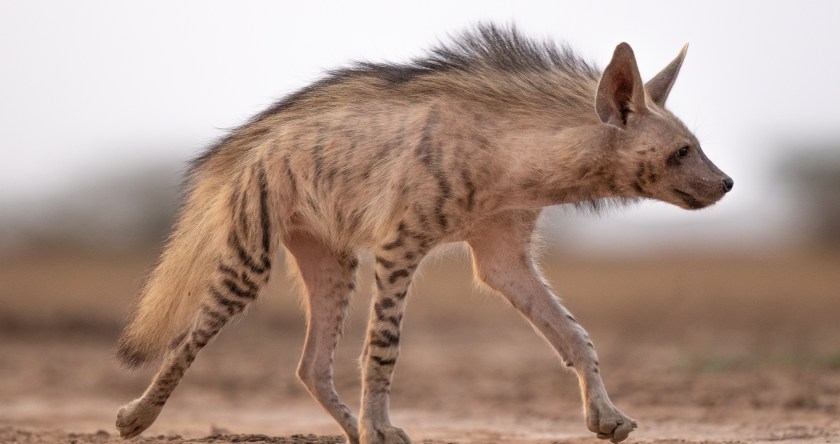 10 Hyena Facts That Are Sure To Make You Laugh Out Loud - Wide Open Spaces