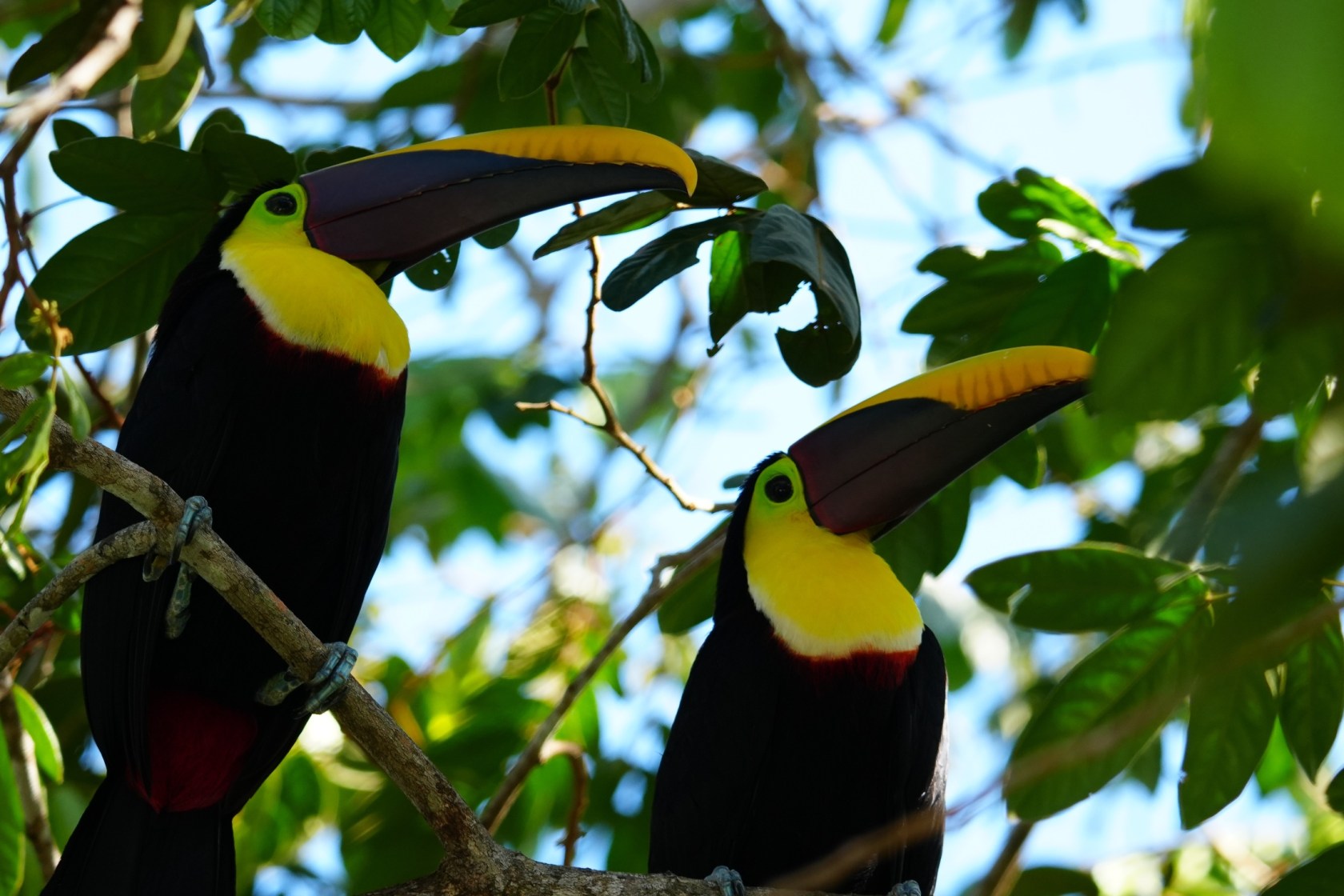 12 Fascinating Toucan Facts: See Why This Is My Favorite Bird In The ...