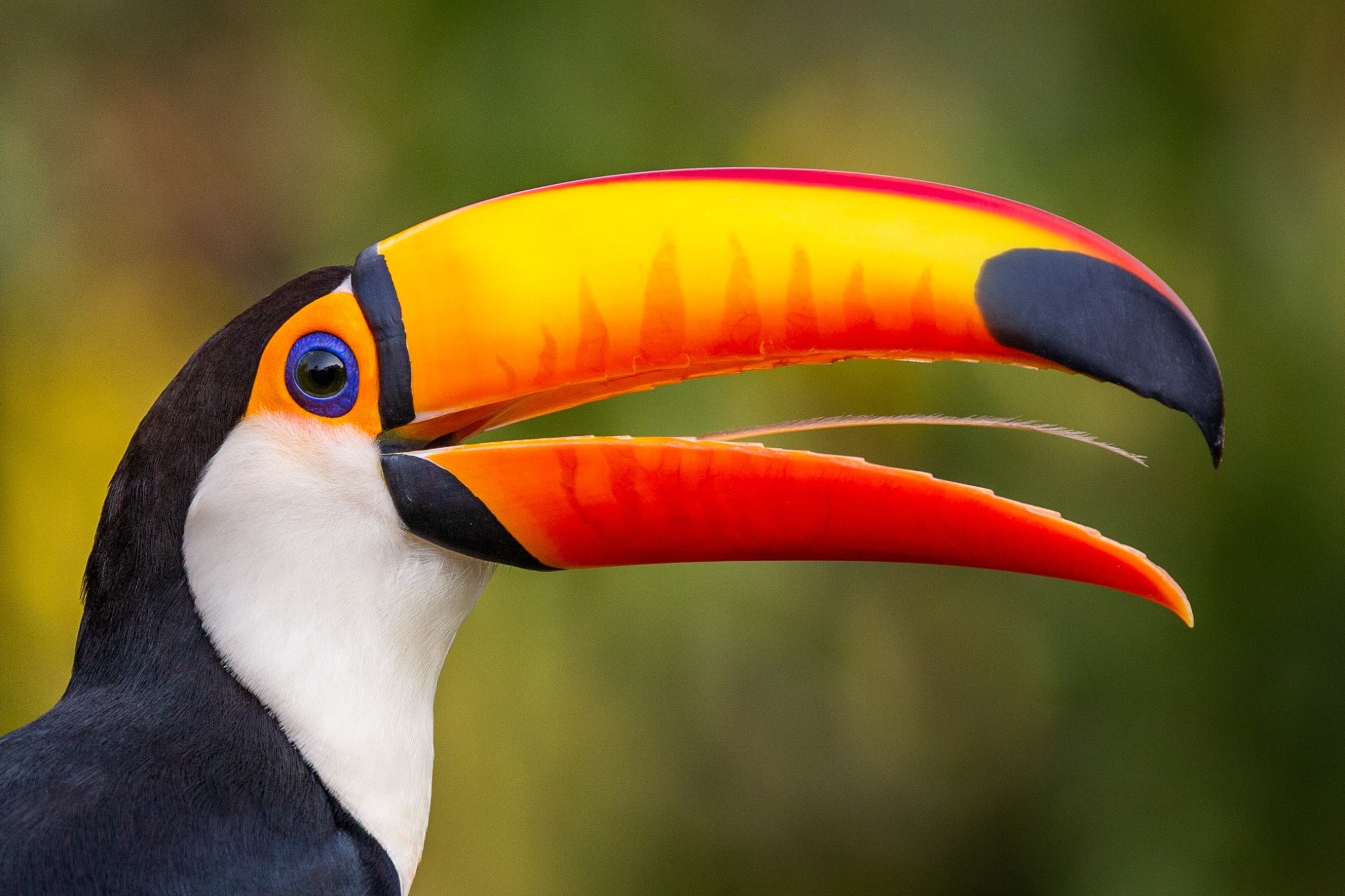 12 Fascinating Toucan Facts: See Why This Is My Favorite Bird In The ...