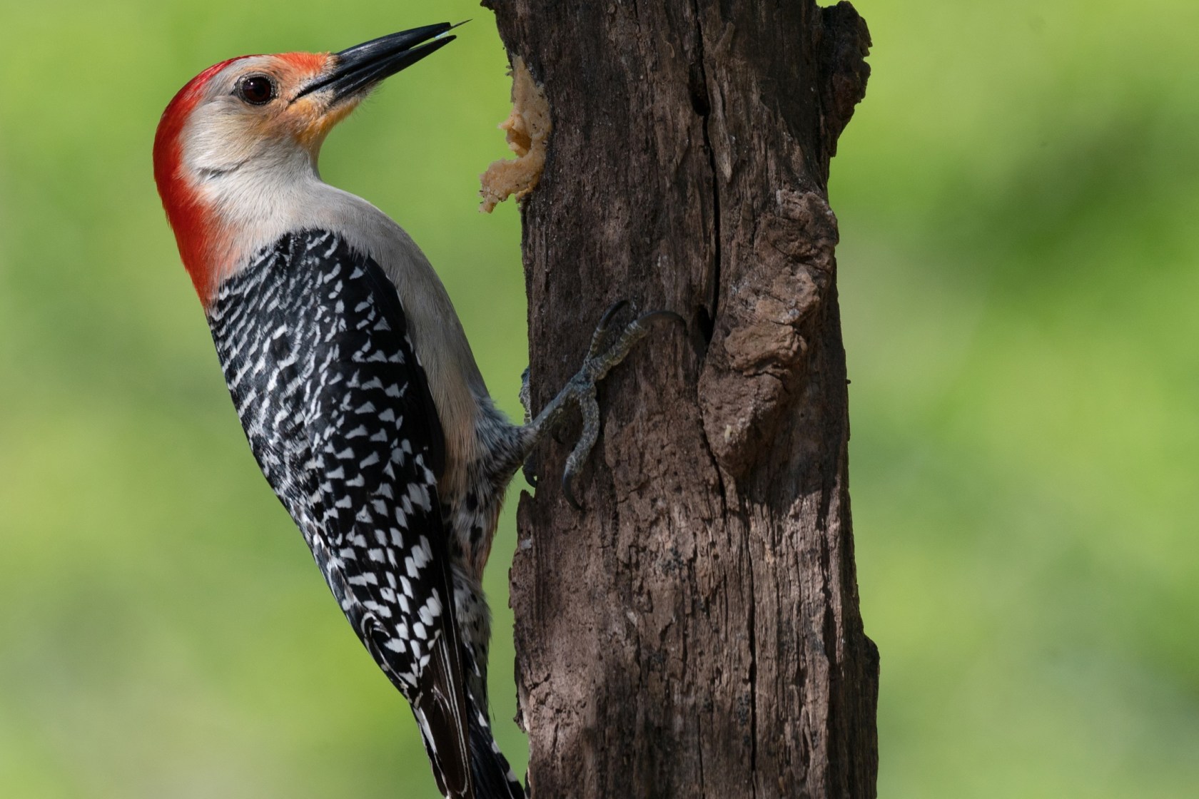 12 Fascinating Toucan Facts: See Why This Is My Favorite Bird In The ...